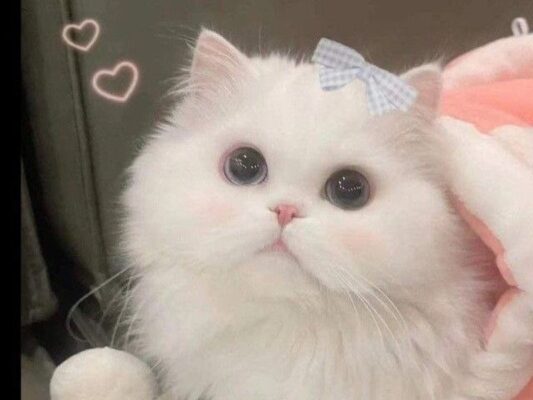 32+ hình ảnh mèo cute ngộ nghĩnh siêu đáng yêu làm avatar