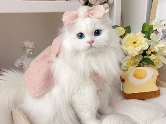 32+ hình ảnh mèo cute ngộ nghĩnh siêu đáng yêu làm avatar